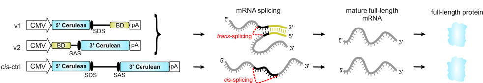 Hot Plasmids Spring 2024